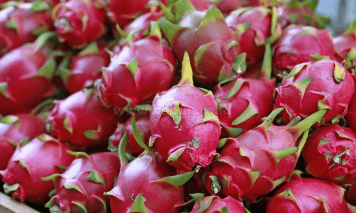 Cara Menanam Buah Naga Hasil Maksimal - Kebun.co.id Cara Menanam Buah Naga Hasil Maksimal - Kebun.co.id
